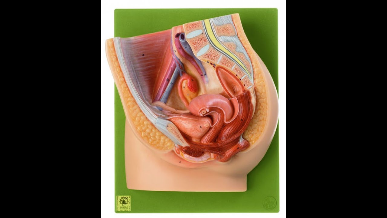 Lab 13.11 - Ligaments of the Female Reproductive System
