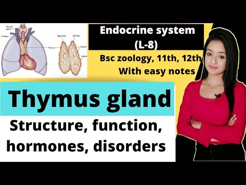 Endocrine system (L-8), thymus gland in hindi, knowledge adda, lion batch, bsc 2nd year zoology note