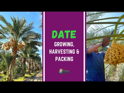Date Growing, Harvesting & Packing in Southern California's Coachella Valley