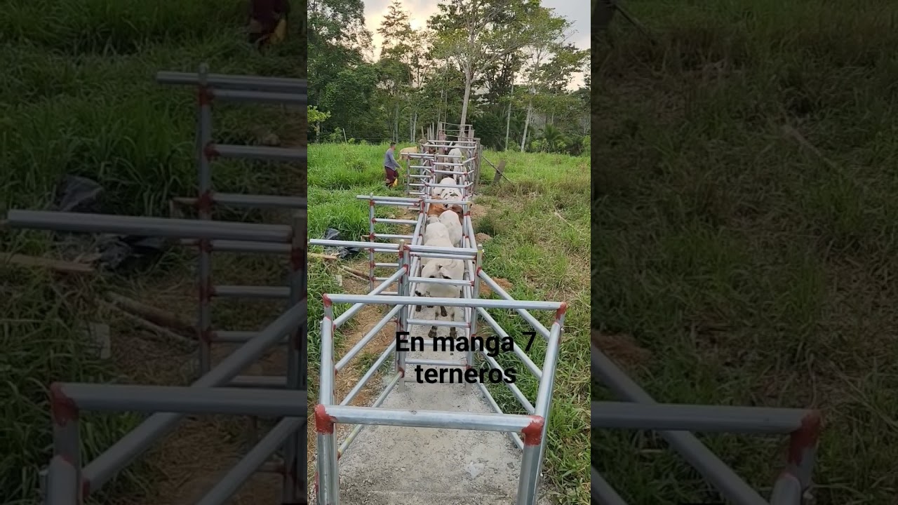Estrenando la manga para trabajar ganado de engorde. Se vitaminaron y baño contra parásitos. #cow