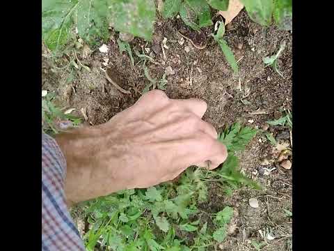 RAGWEED