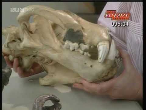 GCSE BBC Science Bitesize - Variation, Inheritance and Evolution