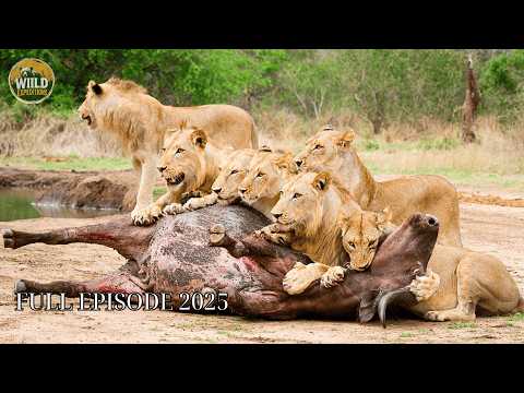 No Escape in the Savannah | Where Every Instinct Triggers a Hunt