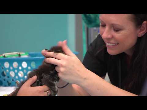 Cost of Care in Veterinary Medicine