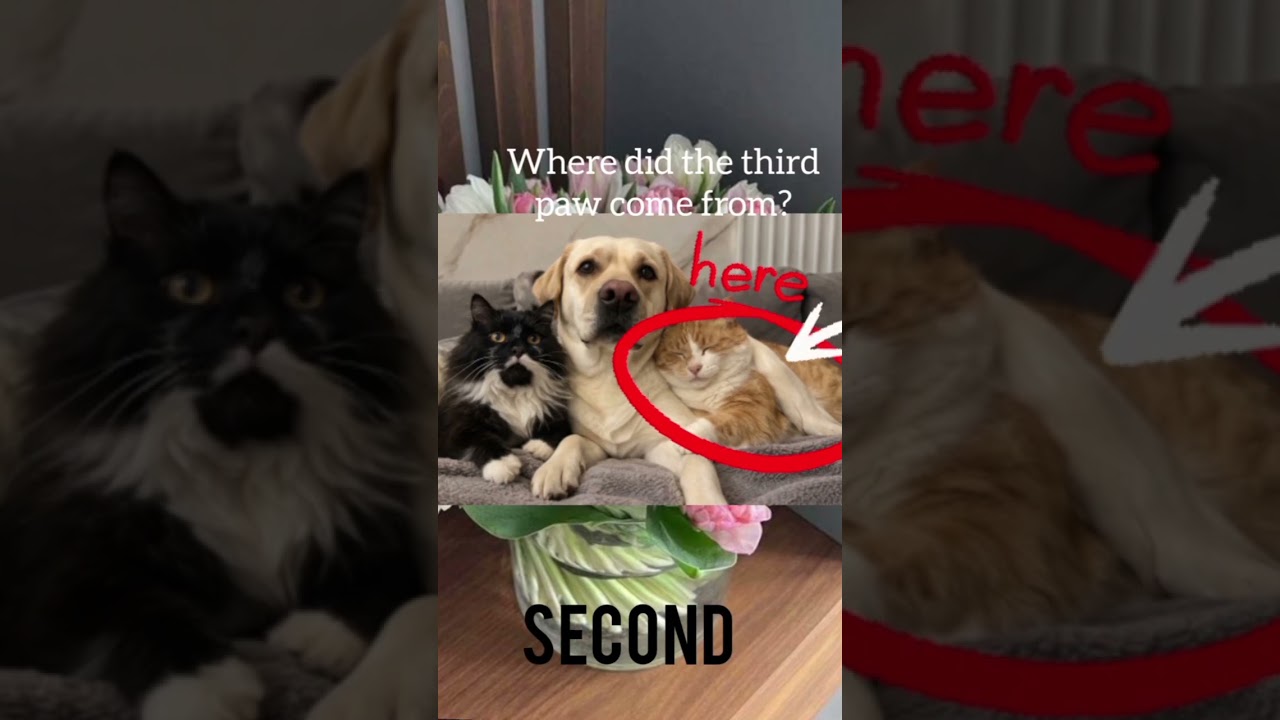 A photo created by ChatGPT of my pets