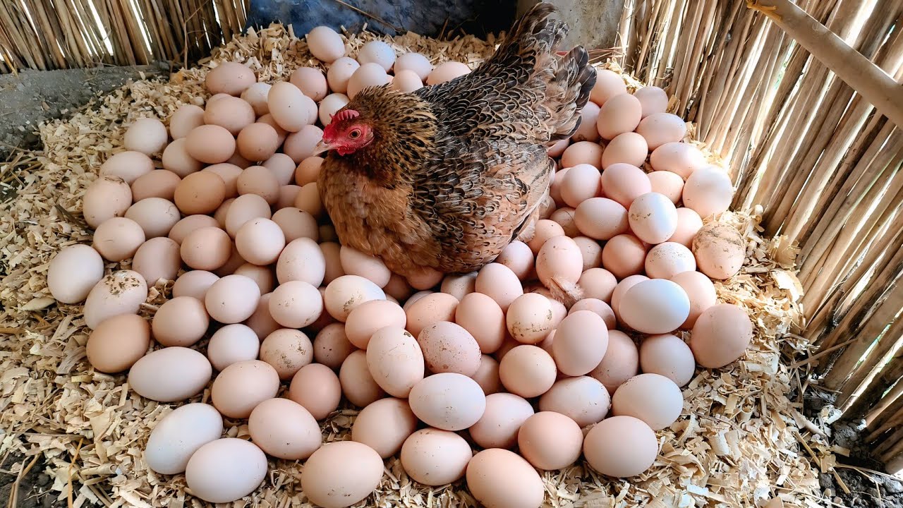 Beautiful Young Hen Hatching Too many Eggs - Hen Harvested 100 Eggs to baby chicks