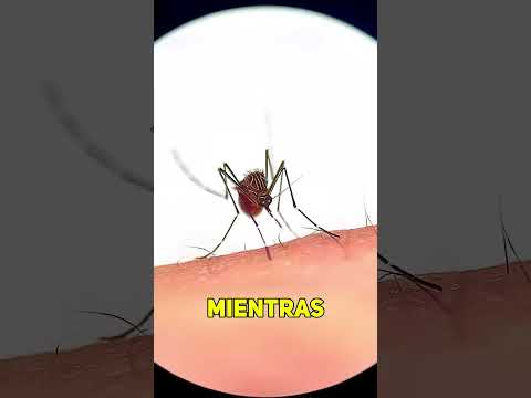 Cómo se VE una PICADURA de MOSQUITO BAJO el MICROSCOPIO? 🫣