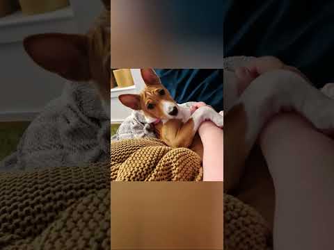 I'm excited to be training Albe, a beautiful Basenji #basenjipuppies #wagtailsdogwalks