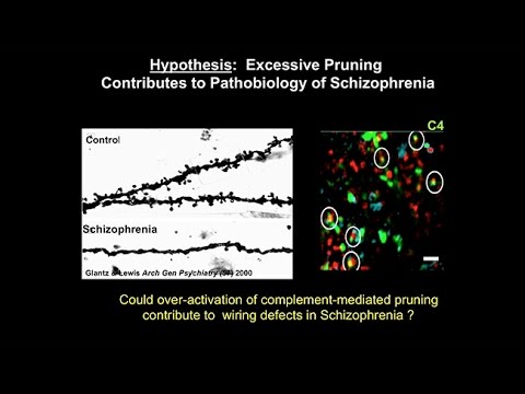 How Immune Cells Sculpt Developing Synaptic Circuits