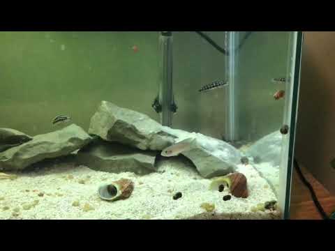 Neolamprologus brevis and Julidochromis marlieri care guide plus tour of aquarium
