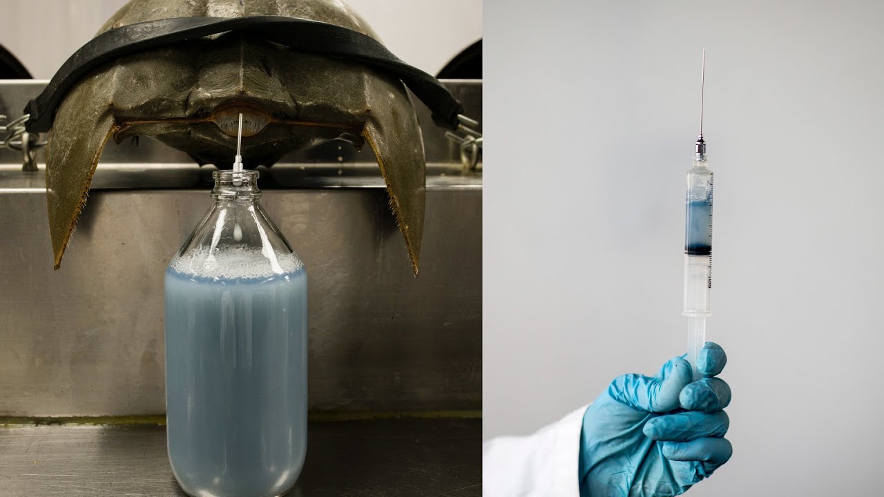 Covid-19 vaccine will rely on blood taken from horseshoe crabs