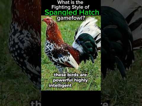 What is the fighting style of SPANGLED HATCH gamefowl?#gamefowl#spangle #hatch #americangamefowl#usa