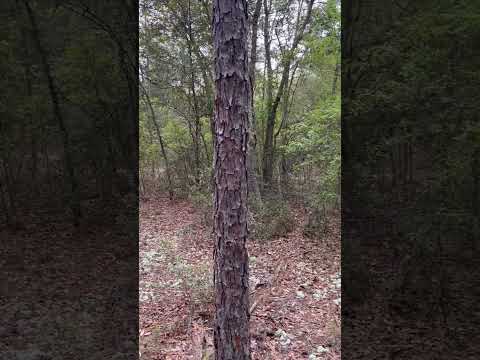 Florida hunting lease now available on HLRBO!