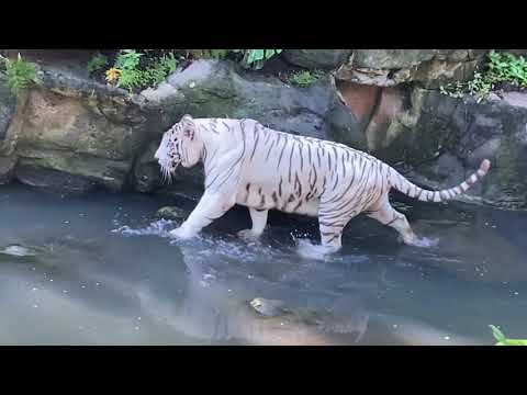 White Tiger @ Singapore Zoo (Sept, 2021)