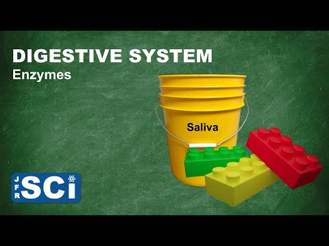Digestive System: Enzymes and Accessory Organs