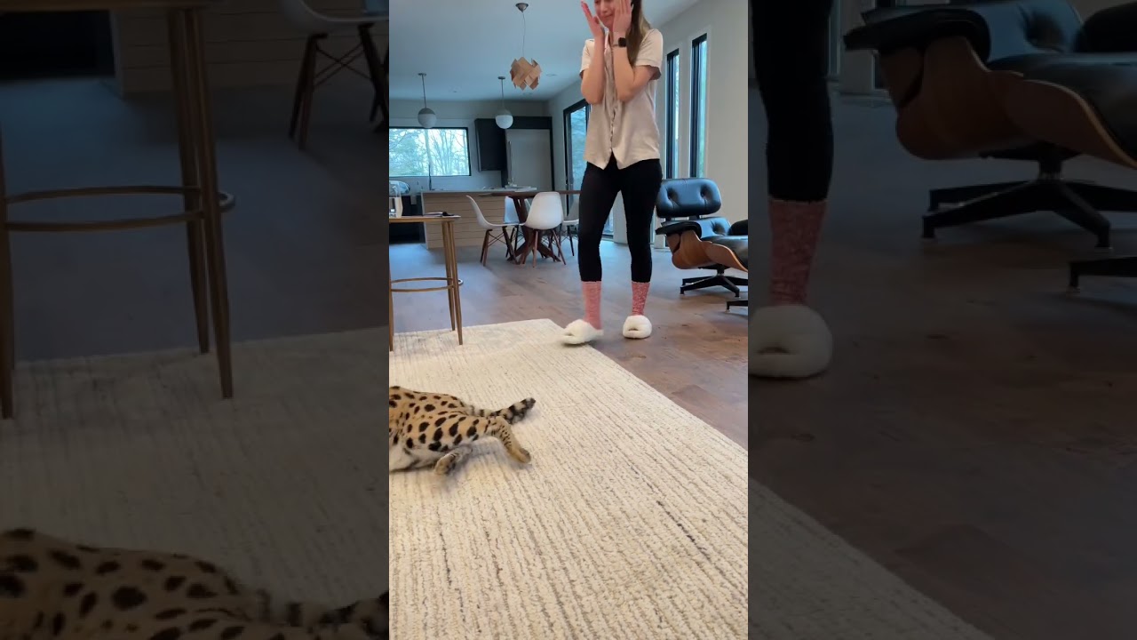 Servals aren’t always graceful…