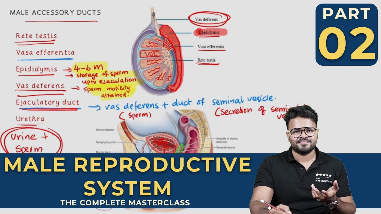 Mastering MALE REPRODUCTIVE SYSTEM | Human Reproduction | CLASS 02