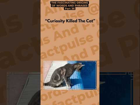 "Curiosity Killed The Cat" | The Fascinating Origins Of Words And Phrases #part36 | #factpulse