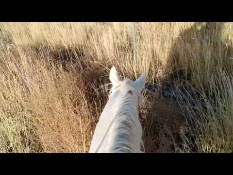 Colorado Saddlery Review - 3 Years Later