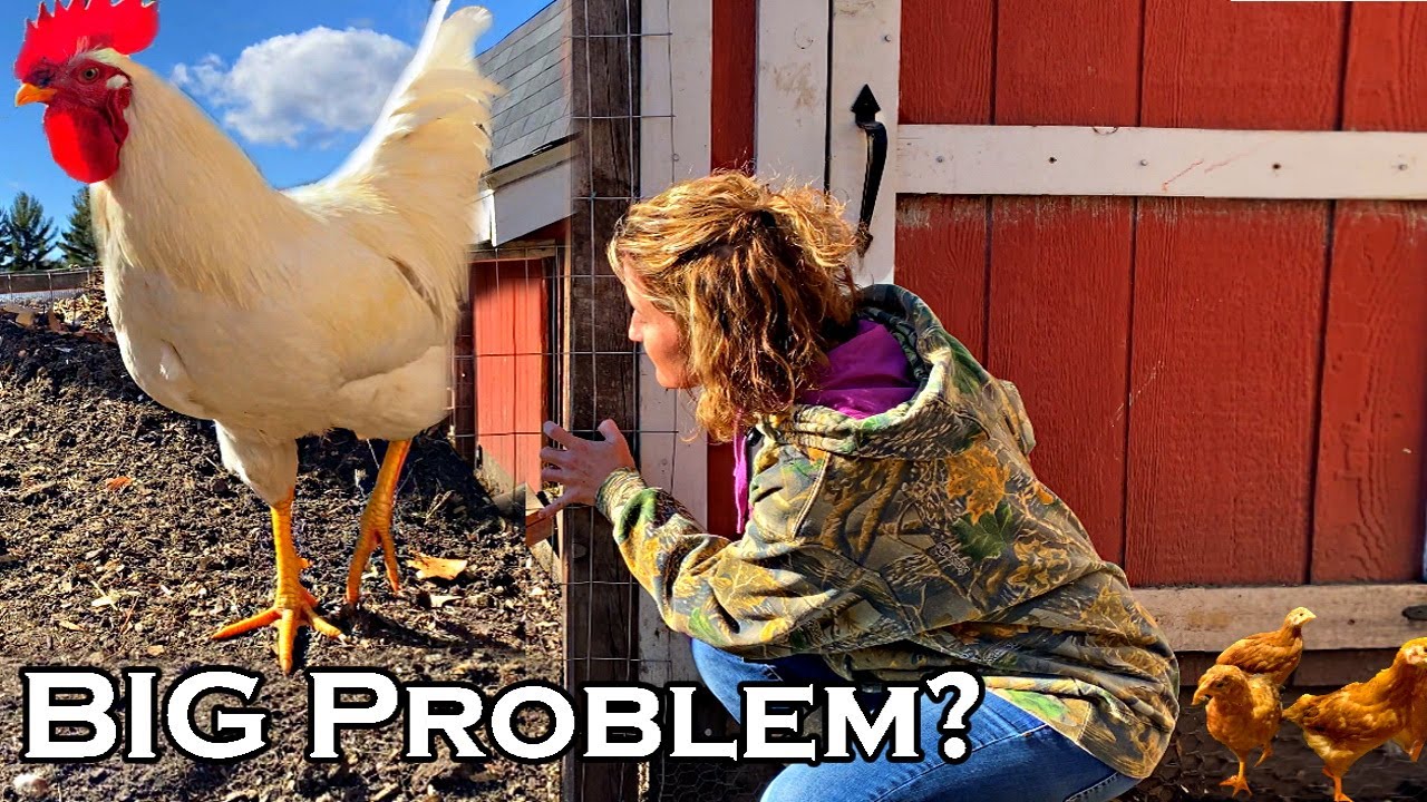 Raising Backyard Chickens | Questions Answered
