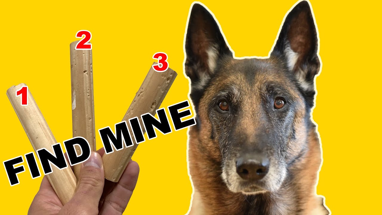 Teach Your DOG SCENT DETECTION - Basic Scent Training #1