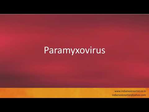 Pronunciation of the word(s) "Paramyxovirus".