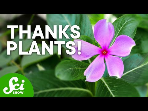 4 Tanaman Obat yang Sangat Baik untuk Anda