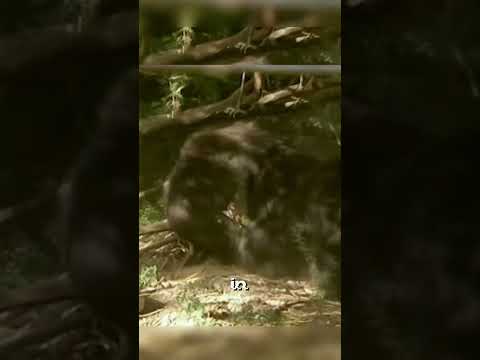 Why Sloth Bears Are Feared
