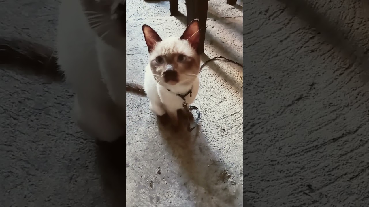 Handsome siamese with beautiful blue eyes