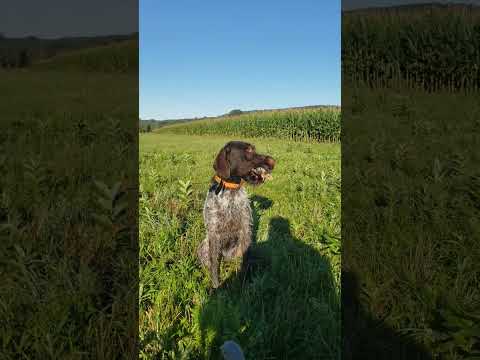 Deutsch Drahthaar's first dove of the season