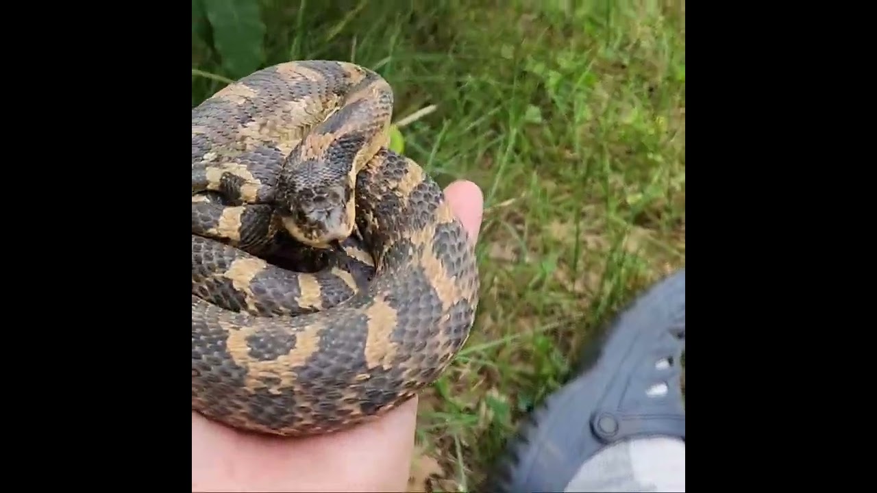 The Most Calm Eastern Hognose Snake Ever! Eastern Shore Herping!
