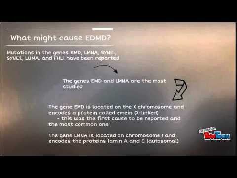 What is EDMD? (Emery-Dreifuss Muscular Dystrophy)