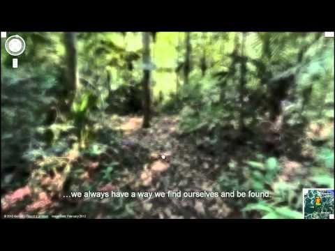 Street View for the Amazon - Tour of an Amazon Forest Trail