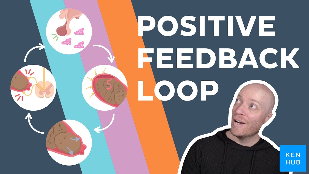 Positive feedback loops - Human Physiology | Kenhub