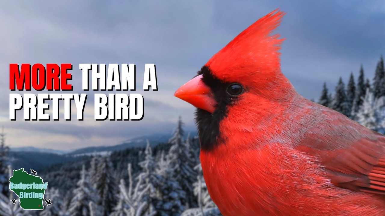 5 Things You Didn't Know About Cardinals!