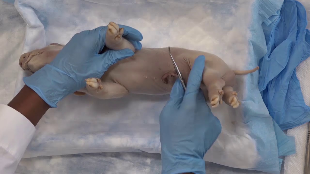 Pig Dissection Webinar- Carolina Biological