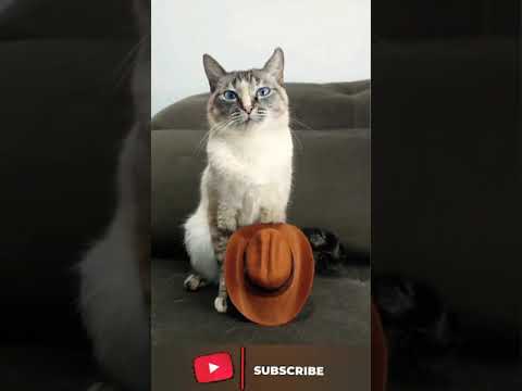 π± party Time π cute and funny cat memes π€£ Best of 2021 #shorts #cat #funny