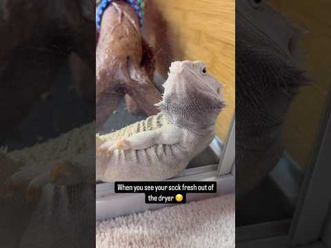 “Paint me like one of your French girls” ahh pose 🦎🧦 #new #percy #beardeddragon #pet #cute #shorts