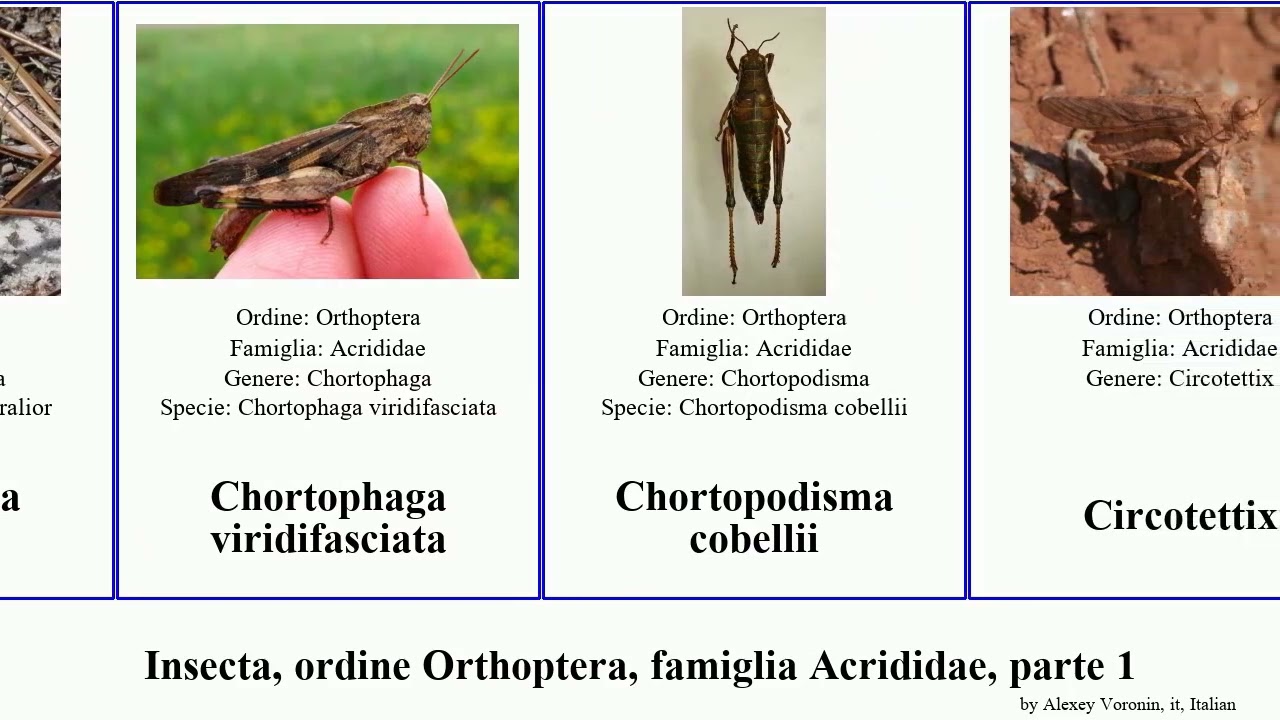 Insecta, ordine Orthoptera, famiglia Acrididae, parte 1 melanoplus circotettix rufus elegans irena