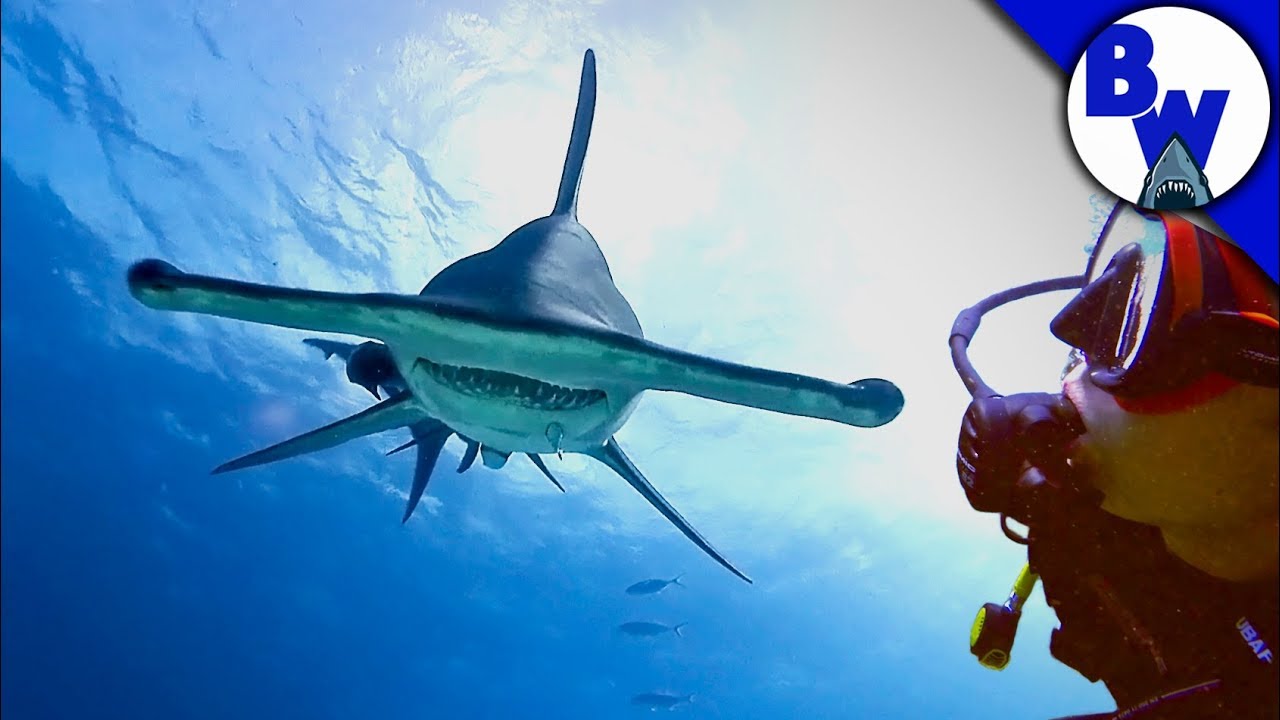 The SHARKS are HERE!