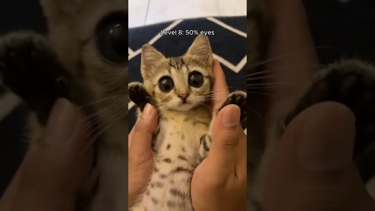 cats eyes getting bigger 👀