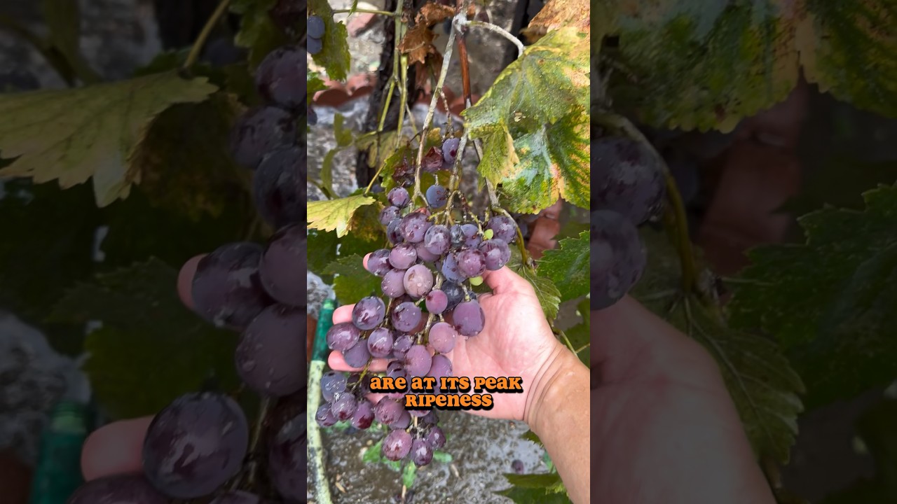 After 5 years, I’m finally harvesting my Kyoho seed grapes! #grapes #kyoho #homestead