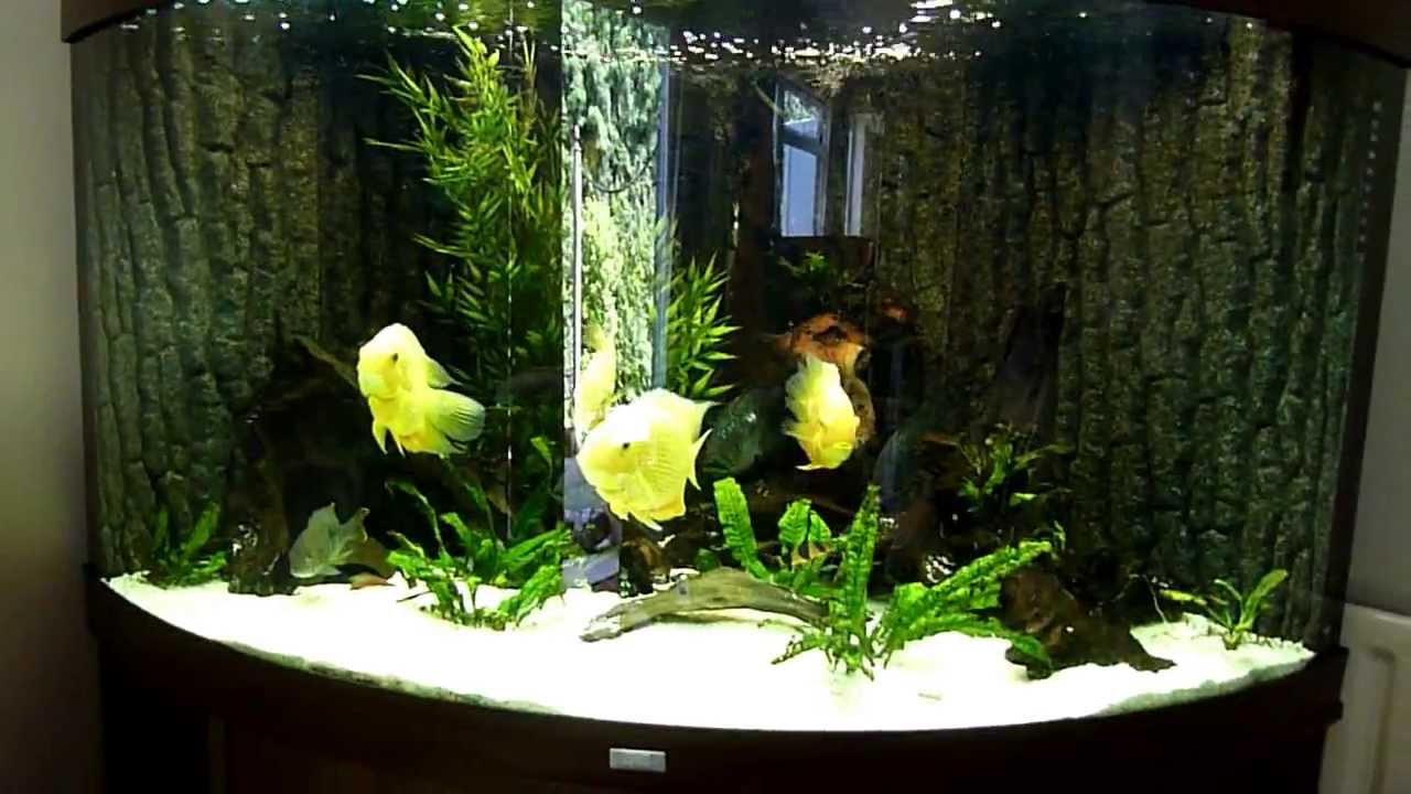 Emerald Green Corydoras Catfish – Brochis Splendens – Tropical Fish Site
