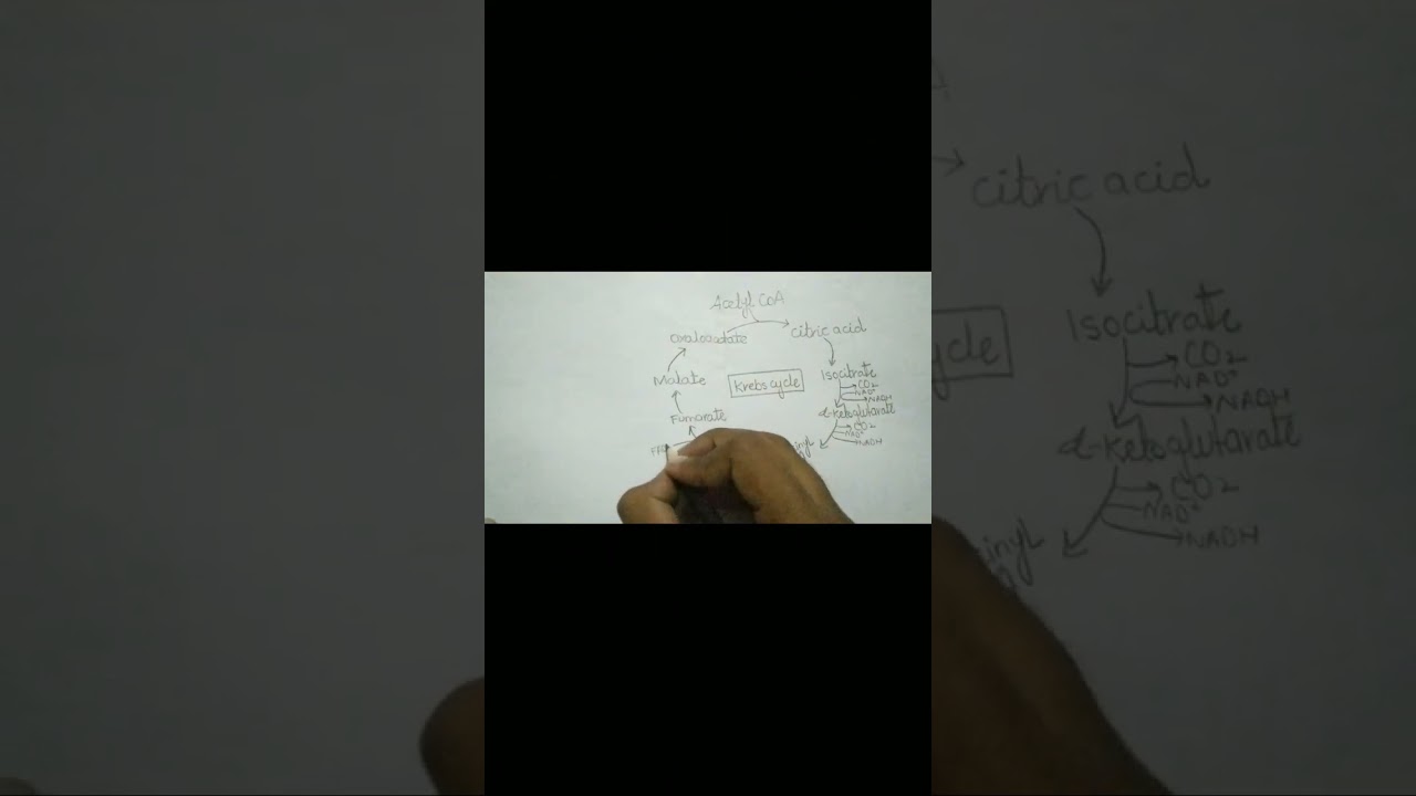 How to draw a Krebs cycle easily step by step #krebs #TCA cycle #citric acid cycle