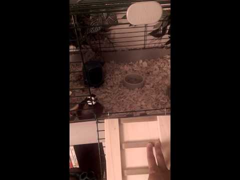 Watch “Jewel vrs the Ramp part 1” on YouTube | Quail by Night