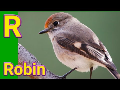 learn animals name for Toddlers | animals name with letter R | learn animals name in english