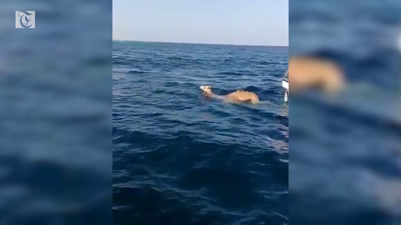 Video: Camels go for a swim in Oman - Times of Oman
