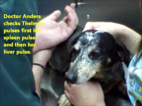 Thelma's Story