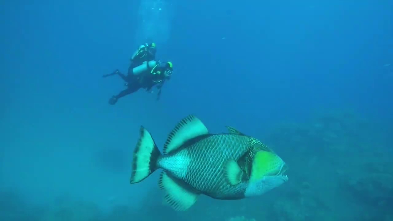 Triggerfish attack - Great Barrier Reef Dec 2016
