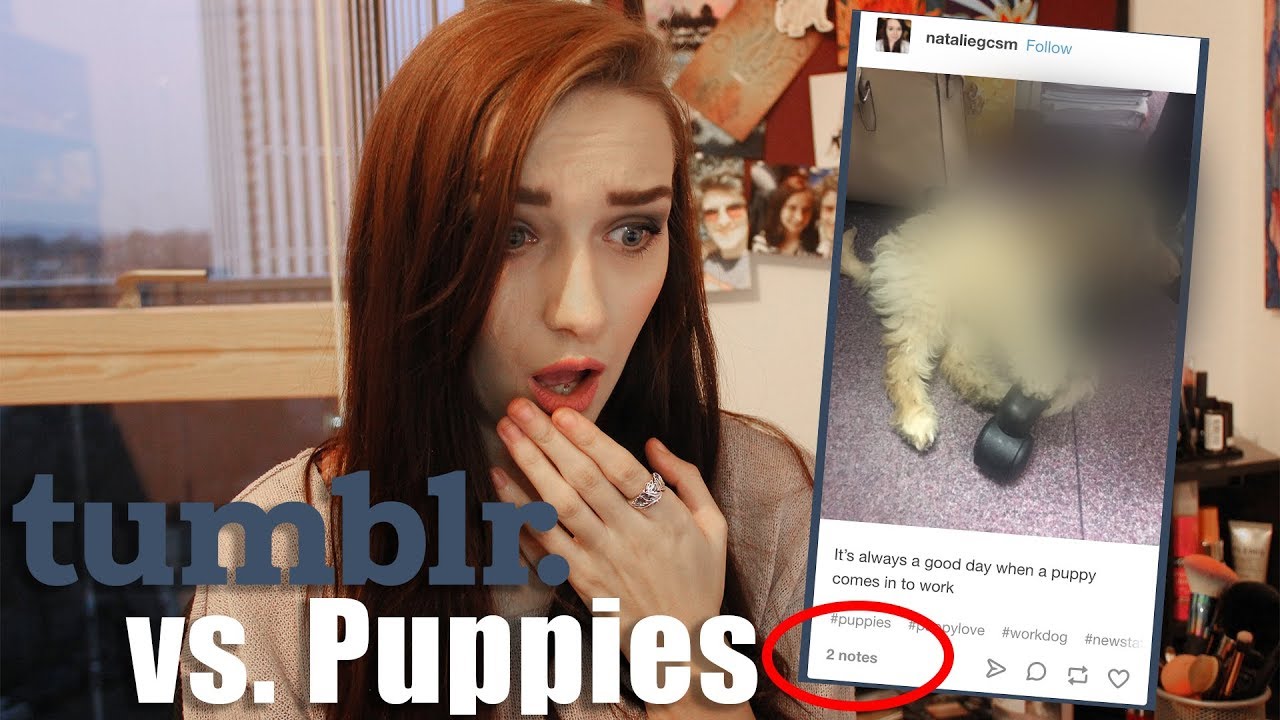 #Puppies  |   Tumblr vs Logic